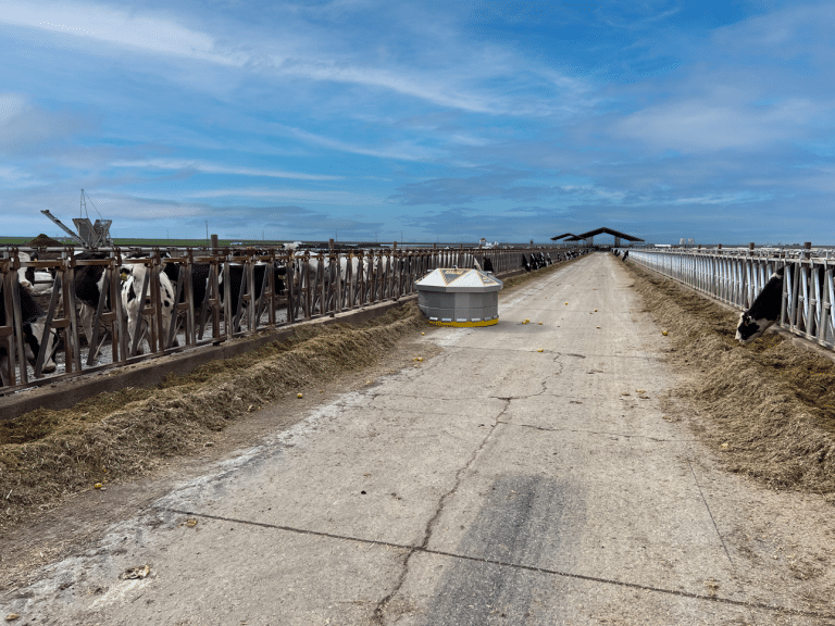 The Advantages of Robotic Feed Pushing for Cows